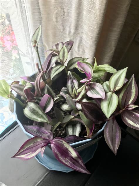 Bug Issue Rtradescantia