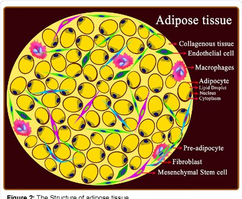 Figure 2 From Role Of Adipose Tissue In Metabolic System Disorders