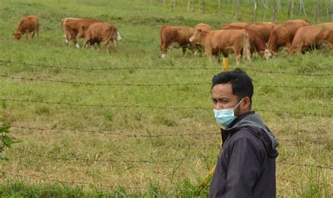 Riau Peroleh Ratusan Juta Dari Pasok Semen Sapi Beku