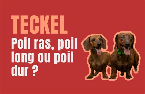 Quels Sont Les 3 Types De Teckel Guide Complet 2025