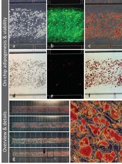 Microfluidic Adipogenesis On Patterned Ps Substrates Adipocytes