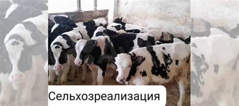Телята бычки купить в Батайске Животные и зоотовары Авито