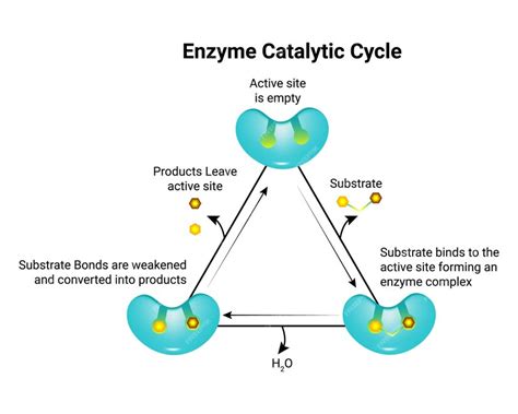 Premium Vector Enzyme Catalytic Cycle Active Is Empty Substrate
