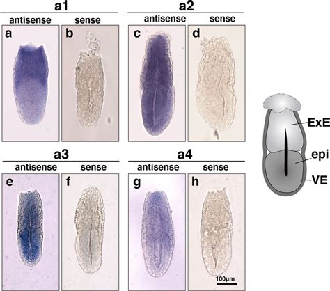 Whole Mount In Situ Hybridization Analysis Of A Subunit Isoform