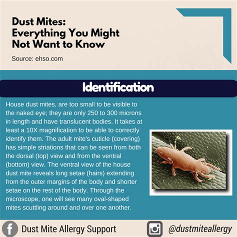 Everything You Might Not Want To Know About Dust Mites Dust Mites