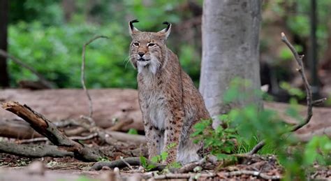 猞猁大王跟欧洲森林狼的恩怨情仇，猫科与犬科在欧洲的大战 知乎