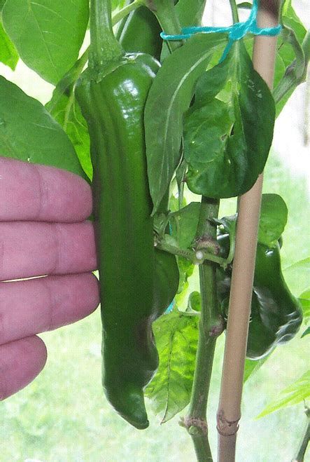 Numex Big Jim Chilli Seeds Chillies On The Web