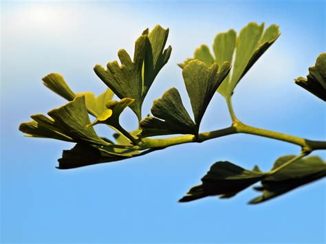 Free Images Nature Branch Blossom Sky Sunlight Leaf Flower