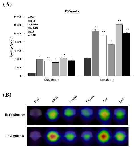 Measurement Of 18 F Fdg Uptake Levels In Transiently Trans Fected Download Scientific Diagram