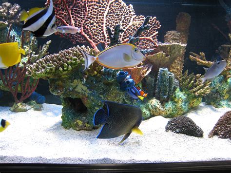 Fish Aquarium Gallery Of Aquatic Designs Aquarium Maintenance Grand