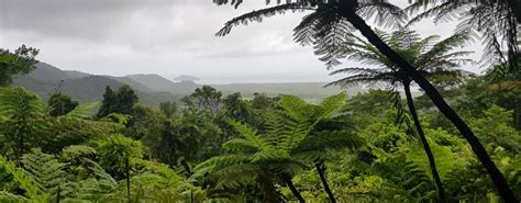 Daintree Rainforest Facts My Xxx Hot Girl