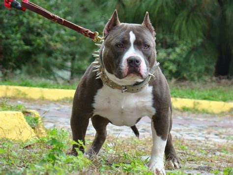 Perros De Raza American Bully