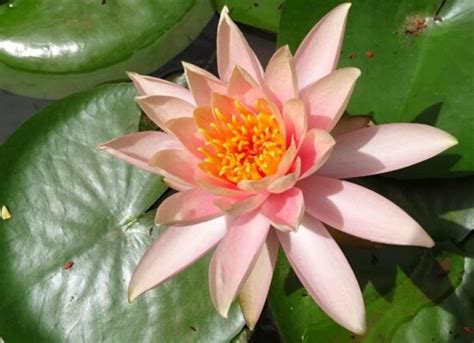 Free Picture Flora Exotic Nature Ecology White Lotus Flower