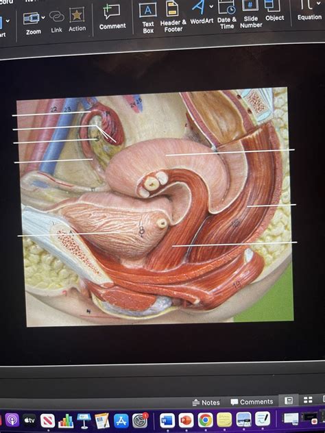 Repro System Lab Diagram Quizlet