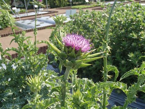 オオアザミキク科 開花情報 ふれあいガーデン草星舎