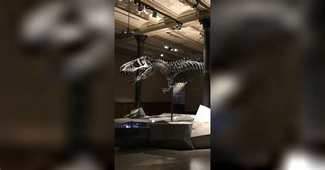 8 Fosil Dinosaurus Paling Lengkap Dan Utuh Yang Pernah Ditemukan