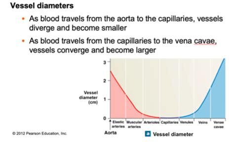 Bio202 Final Flashcards Quizlet