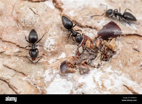 Invasive Ants Technomyrmex Albipes White Footed Ant Foraging And