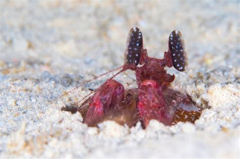 Mantis Shrimp Facts And Beyond Biology Dictionary
