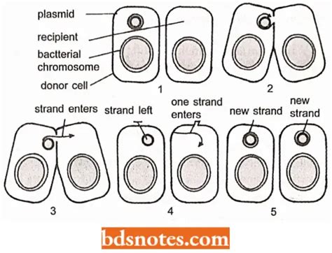 Plasmids Is Elements Transposons Notes Bds Notes
