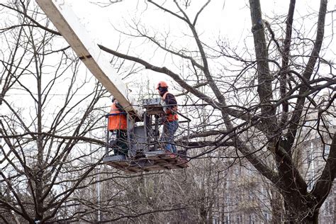 Tree Maintenance Safety Procedures Mike S Tree Removal Service