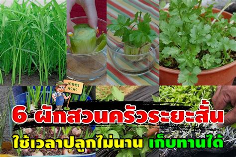เกษตร นานา 6 ผักสวนครัวระยะสั้น ใช้เวลาปลูกไม่นาน