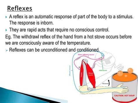 Fixed Action Pattern Fap Pptx Biological Sciences Science