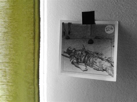 Sara Hamadeh Hamadesara Twitter