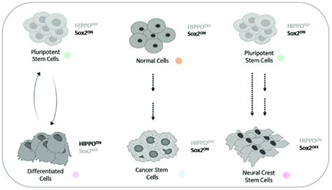A Model For The Hippo Pathway And Sox2 Crosstalk In Healthy And