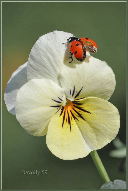 17 Best Images About Tole Painting Flowers On Pinterest Folk Art