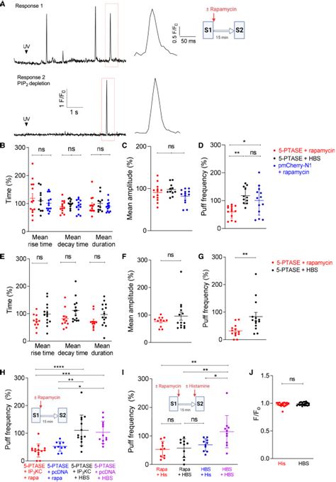 Dual Regulation Of Ip3 Receptors By Ip3 And Pip2 Controls The Transition From Local To Global