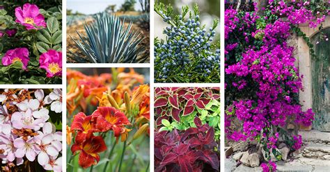 21 Salt Tolerant Plants For Beach Landscaping That Are Resilient