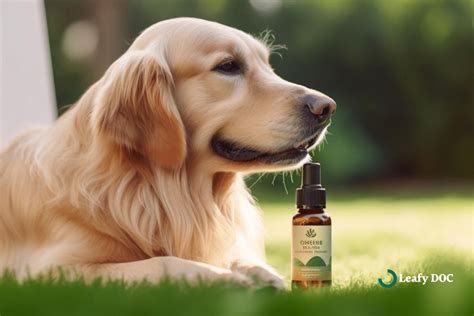 Explore Cbd Pet Products Give Your Furry Friends Relief