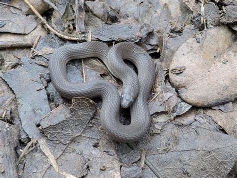 Facts About The Rough Earth Snake Snake Radar