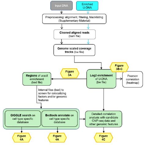Data Analysis Pipeline Both Input And Enriched U Dna Samples Were