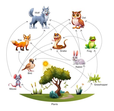 Premium Vector Vector Illustration Of Food Web Ecosystem