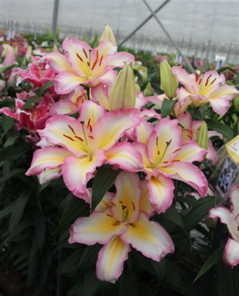 Captain Tricolore Onings Holland Flowerbulbs