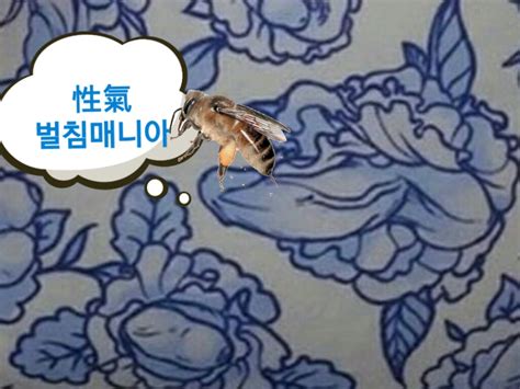 性氣성기벌침매니아♡성기링♡꿀벌 봉침법 통증 염증 자가면역질환 자연치유력 벌침독 꿀벌침 사랑 Band