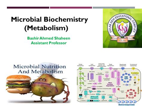 Solution Microbial Metabolism 1 Studypool