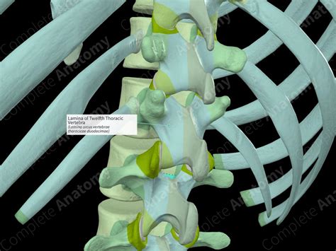 Lamina Of Twelfth Thoracic Vertebra Left Complete Anatomy