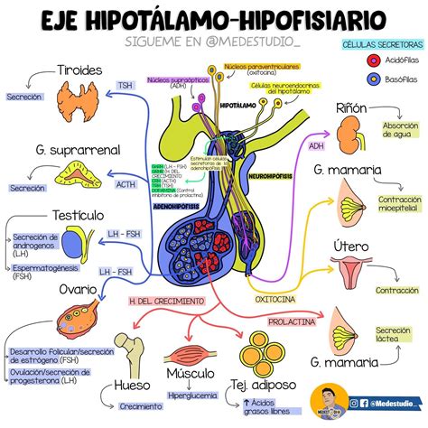 Redirect Notice Anatomía Médica Anatomia Y Fisiologia Humana