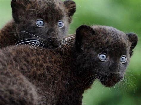 Black Panther Cubs With Blue Eyes