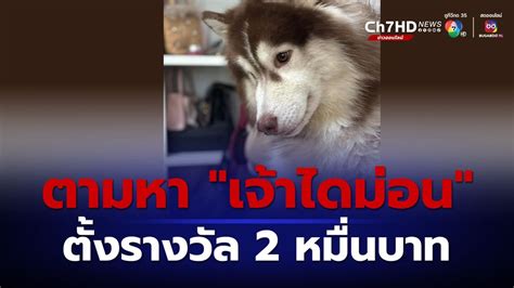 ข่าวเจ้าของประกาศตามหาสุนัขสุดที่รัก เจ้าไดม่อน สุนัขพันธุ์ไซบีเรียน