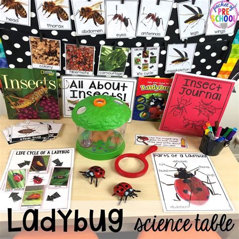 All About Insects Science For Little Learners Preschool Pre K Kinder