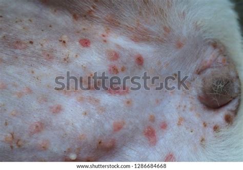 Pustular Dermatitis Dogs