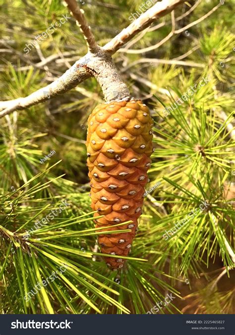 1 477 Spikey Tree Images Stock Photos Vectors Shutterstock