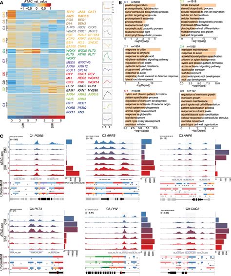 Figure 3 From Dynamic Chromatin State Profiling Reveals Regulatory Roles Of Auxin And Cytokinin