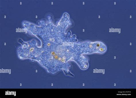 Amoeba Under Microscope 40x