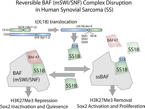 Reversible Disruption Of Mswi Snf Baf Complexes By The Ss18 Ssx Oncogenic Fusion In Synovial