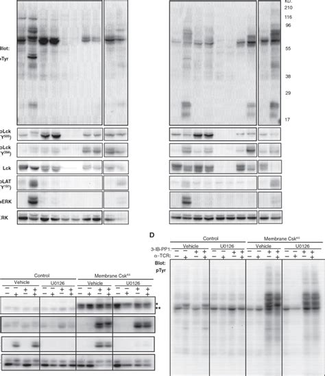Tcr Signaling Components Are Required For T Cell Activation Upon